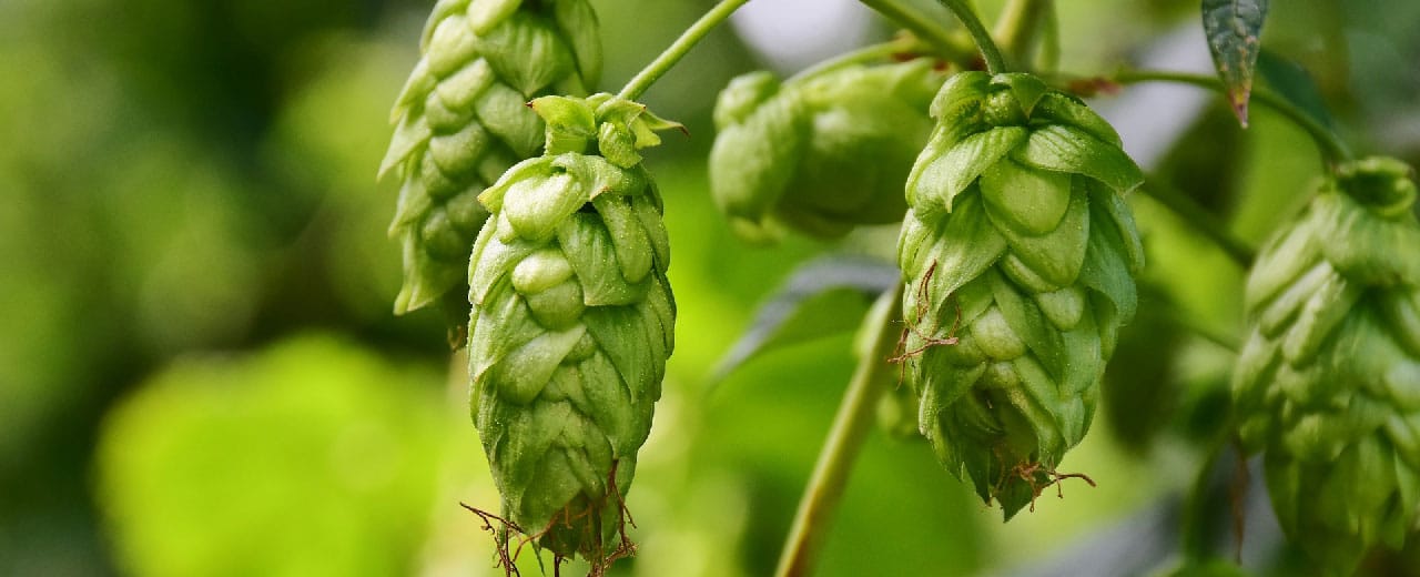 Le houblon en France | Hopen - Terre de houblon